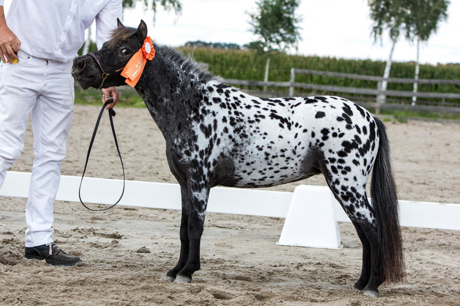 Onze Mini Appaloosa fokmerries - de Schuurmanhoeve